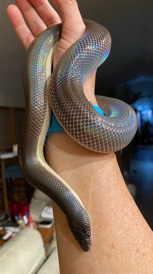 Loxecemus Bicolor Aka Mexican Burrowing Python More Colubrid by ...