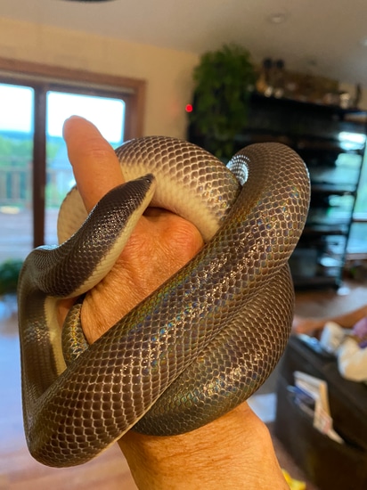 Loxecemus Bicolor Aka Mexican Burrowing Python More Colubrid by ...