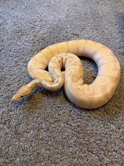 Banana Fire Enchi Ball Python by Cold Blooded Keepers