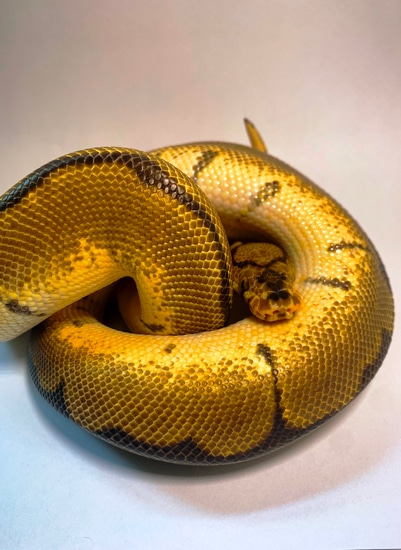 OD Spider Blade Clown Ball Python by The Morph Architect