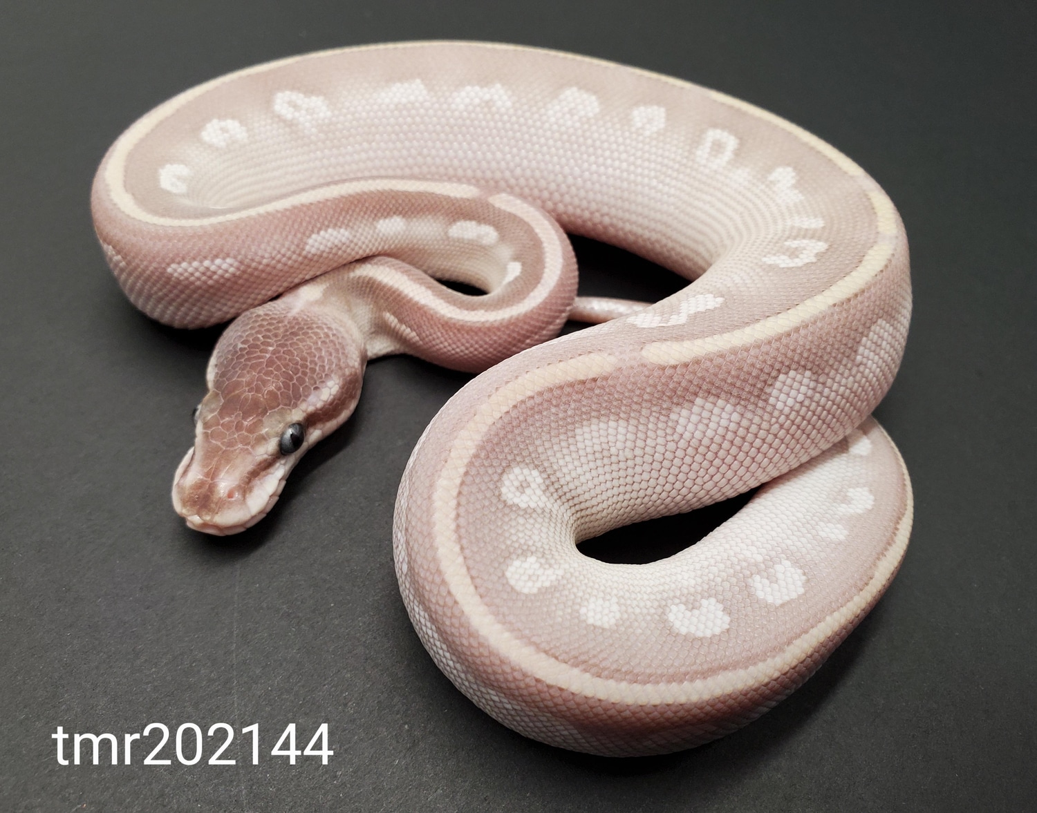 Purple Passion Ball Python by The Morph Ranch - MorphMarket
