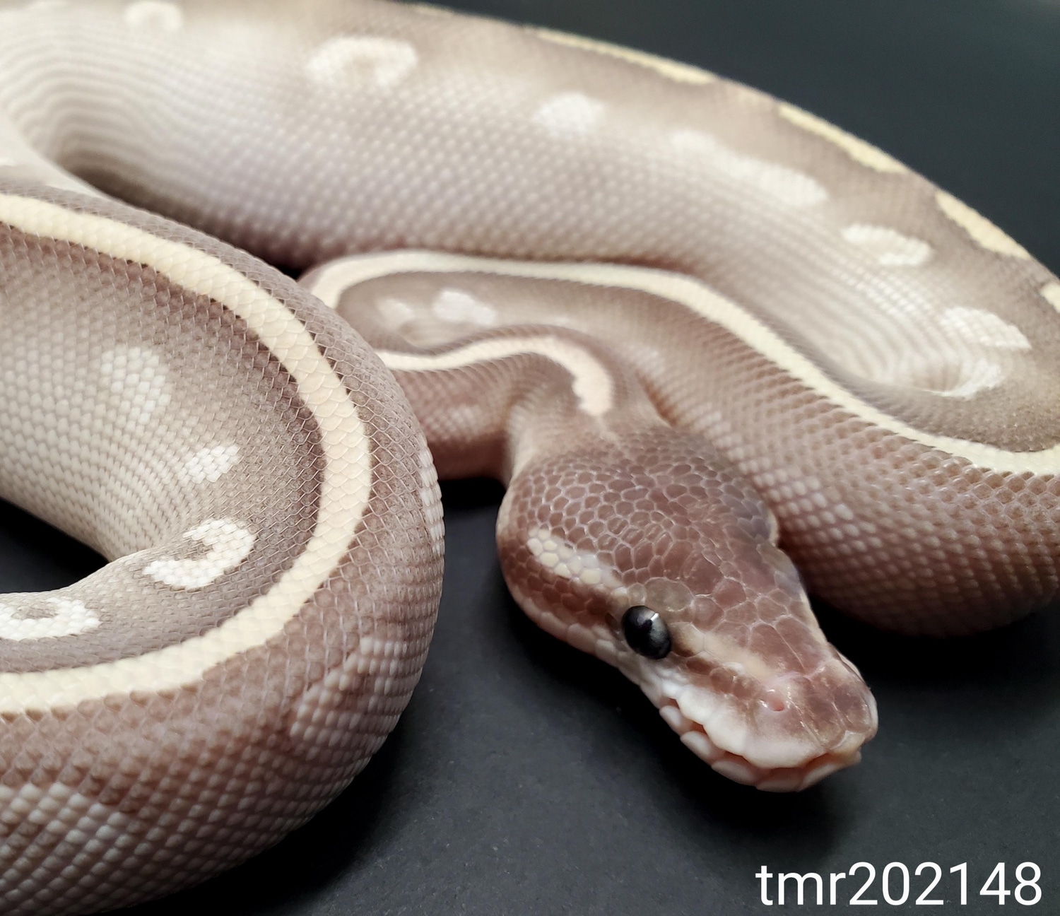 Purple Passion Ball Python by The Morph Ranch - MorphMarket