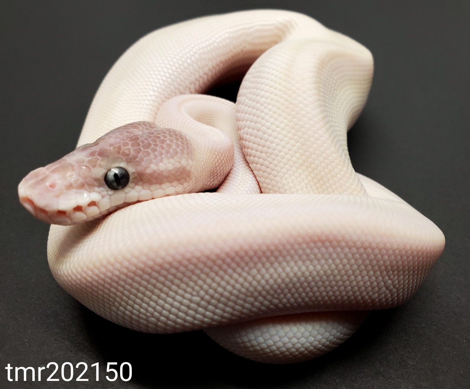 Super Mojave Ball Python by The Morph Ranch - MorphMarket