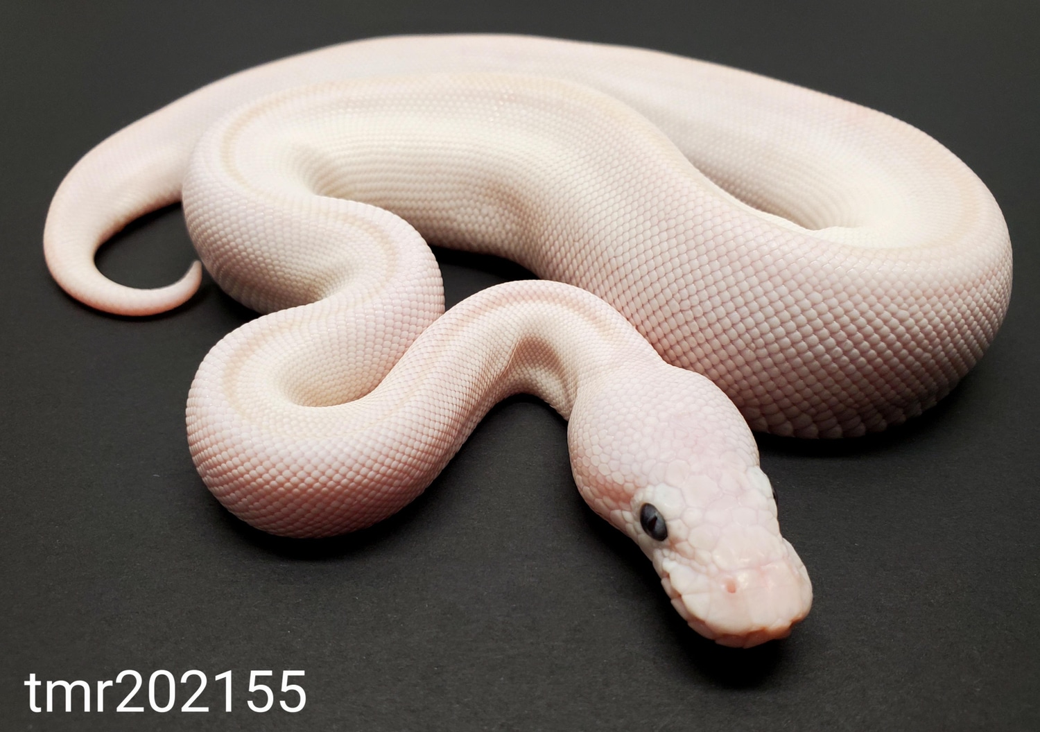 Lesser Mojave BEL Ball Python by The Morph Ranch - MorphMarket