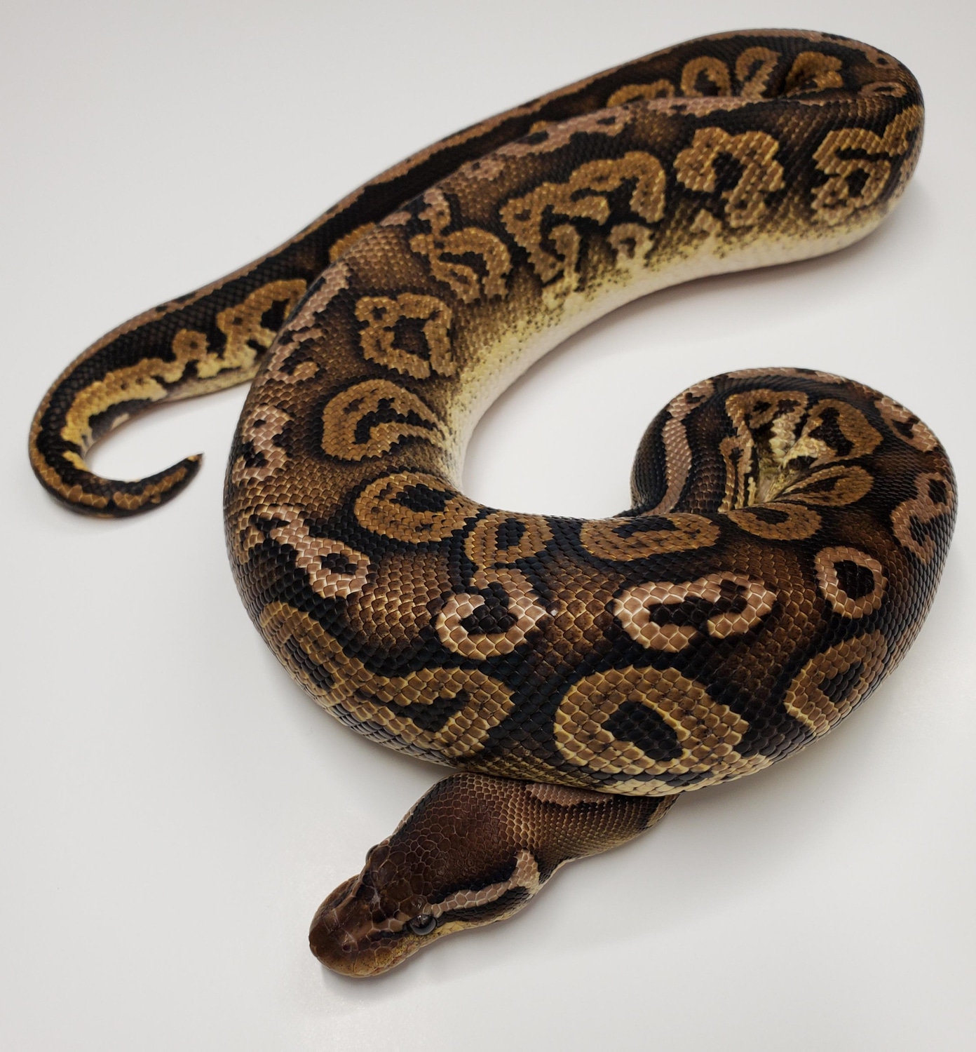 Black Pewter Het Pied Ball Python by The Morph Ranch - MorphMarket