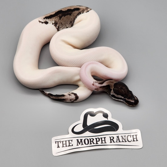 Lightning Pied Ball Python by The Morph Ranch