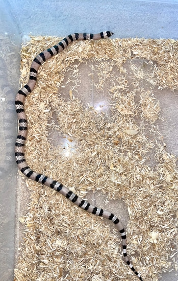 Het Aberrant Extreme Honduran Milk Snake by The Odd Tinoir