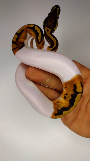Pumpkin Pied/ Yellow Belly 50 % Het DG Ball Python by Tbi Exotics