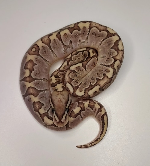 Spotnose Bamboo 50% Het Clown Ball Python by Tbi Exotics
