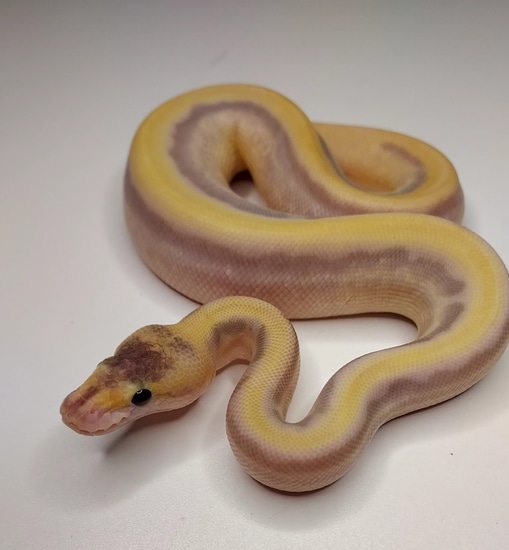 Super Pastel Champange Ball Python by Tbi Exotics