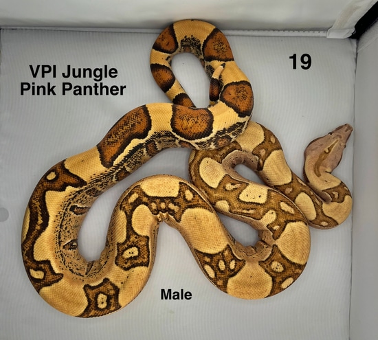 VPI Jungle Pos Pink Panther Boa Constrictor by Affordable Boas LLC