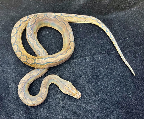 Motley Sunfire Reticulated Python by Affordable Boas LLC