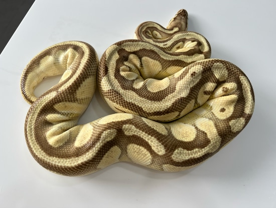 Super Pastel, Vanilla, Yellow Belly, Lesser Ball Python by TE Reptiles