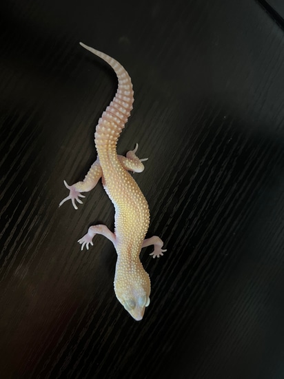 Murphy's Patternless Hypo RAPTOR Leopard Gecko by The Outlaw Exotics