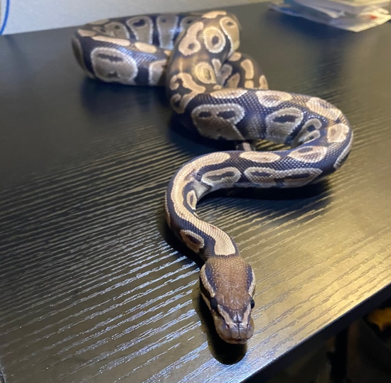 Yellowbelly Ball Python by The Outlaw Exotics