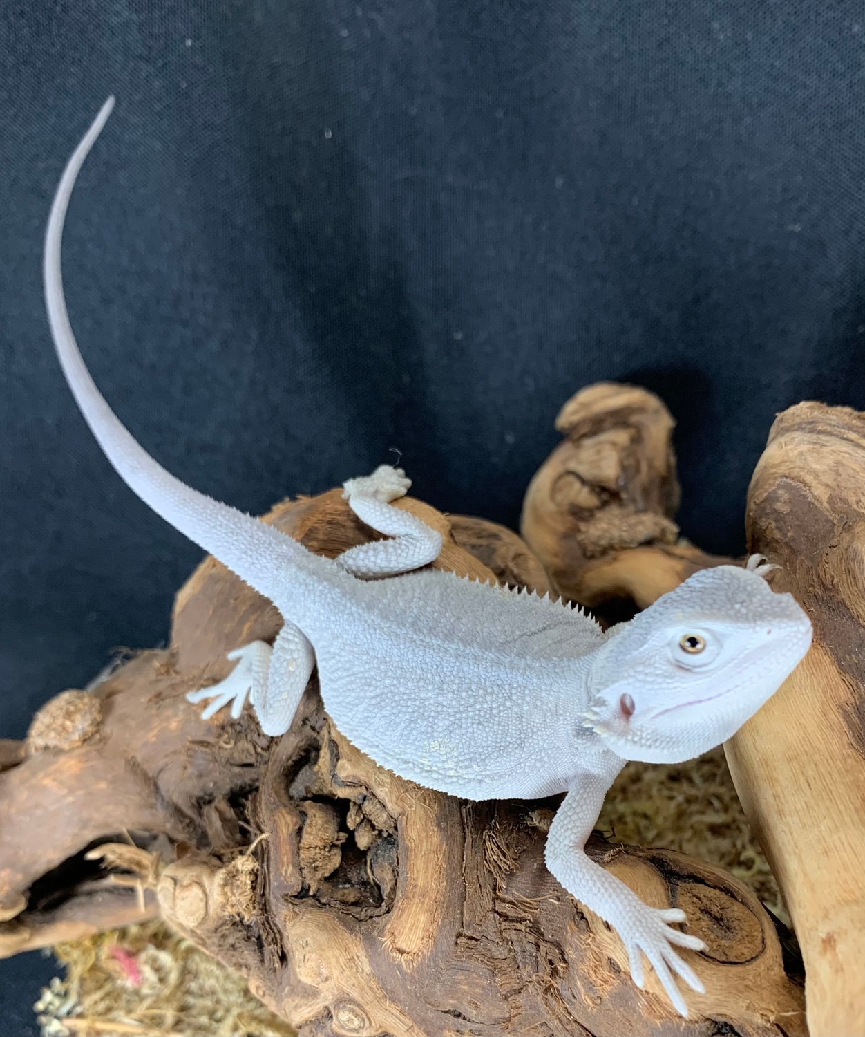 2022 Paper White Zero, Hypo Central Bearded Dragon by The Pale Dragon ...