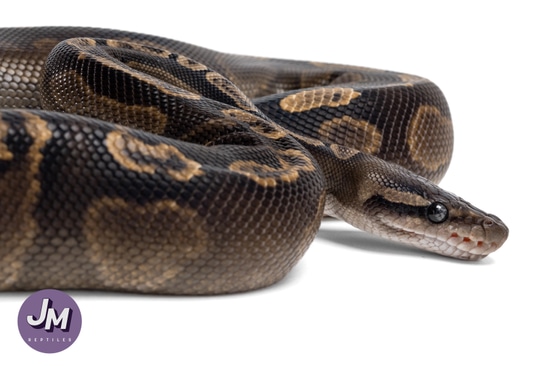 Black Pastel GHI Trick Proven Breeder Male Ball Python by JM Reptiles