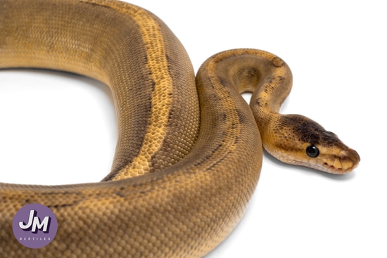 827 Gram Champagne Female Ball Python by JM Reptiles