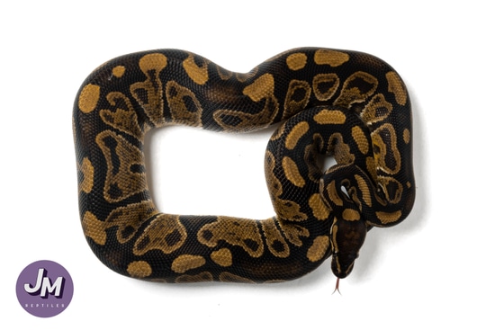 Make Offer! Sable Het Clown 66% Het Hypo Ball Python by JM Reptiles
