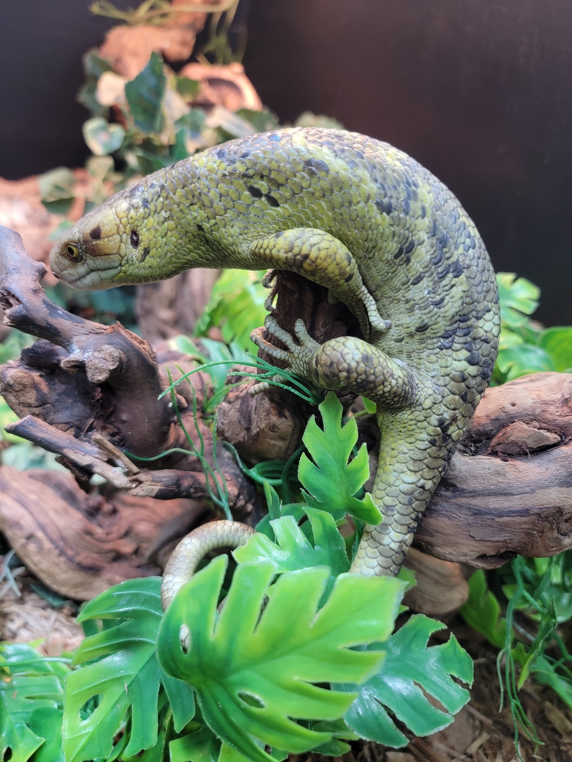 Monkey Tail Skinks Monkey-tailed Skink by The Pet Zone - MorphMarket