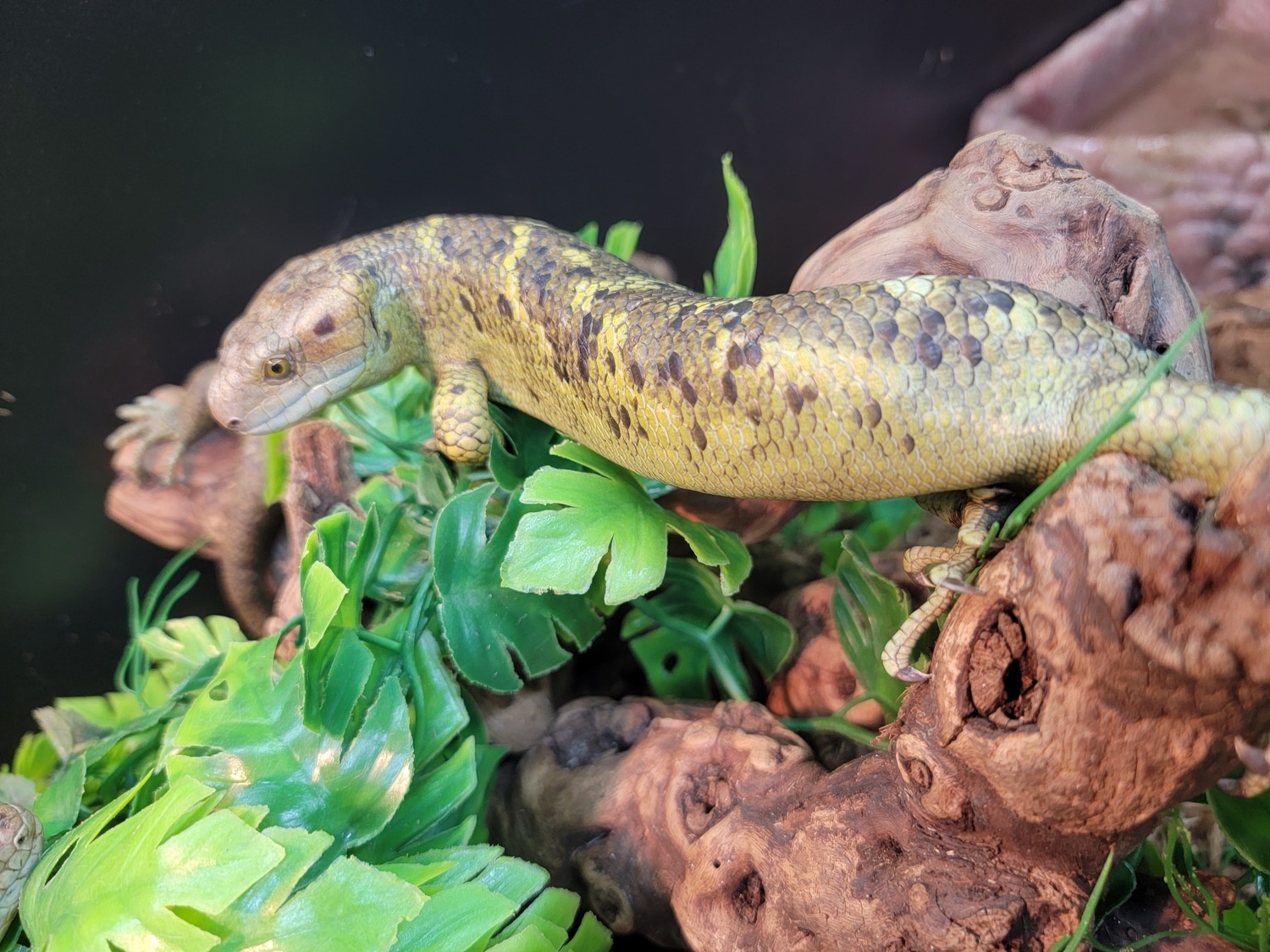 Monkey Tail Skinks Monkey-tailed Skink by The Pet Zone - MorphMarket