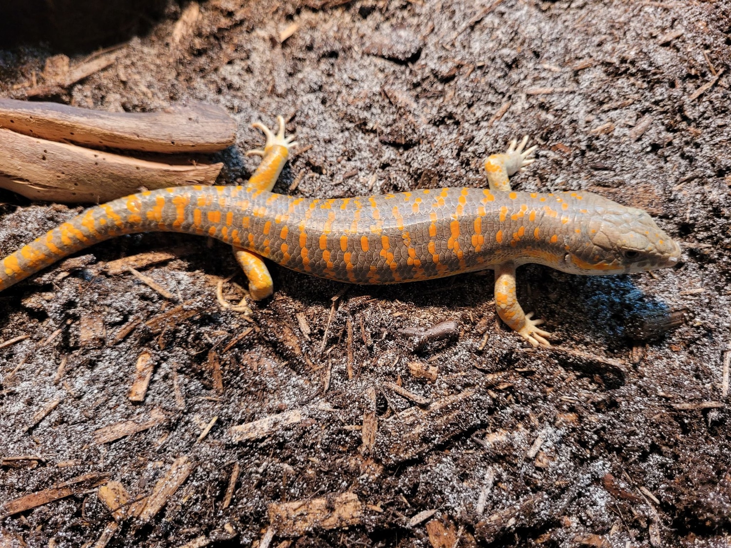 Schneider's Skinks Other Skink by The Pet Zone - MorphMarket