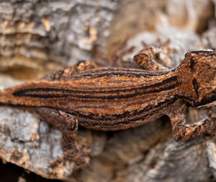 RTB Phantom Eyed Yellow Reticulated Gargoyle Gecko by The Phantom Gecko ...
