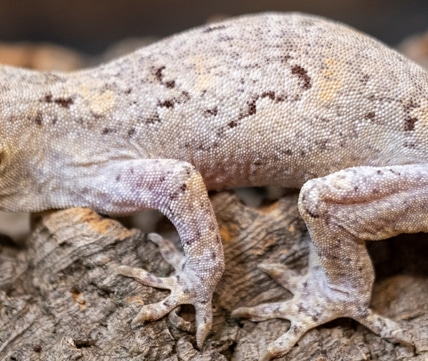 RTB Phantom Eyed Yellow Reticulated Gargoyle Gecko by The Phantom Gecko ...