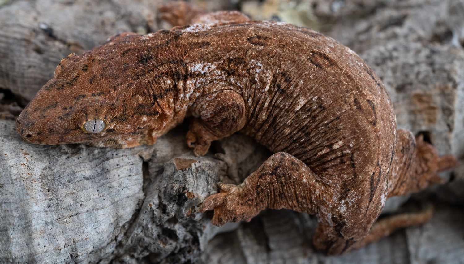 Red Pure Pine Isle - Sandy Leachianus Gecko by The Phantom Gecko ...