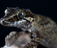 RTB Phantom Eyed Yellow Reticulated Gargoyle Gecko by The Phantom Gecko ...