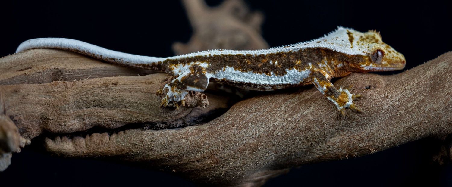 Blinding White Male Crested Gecko by The Phantom Gecko - MorphMarket