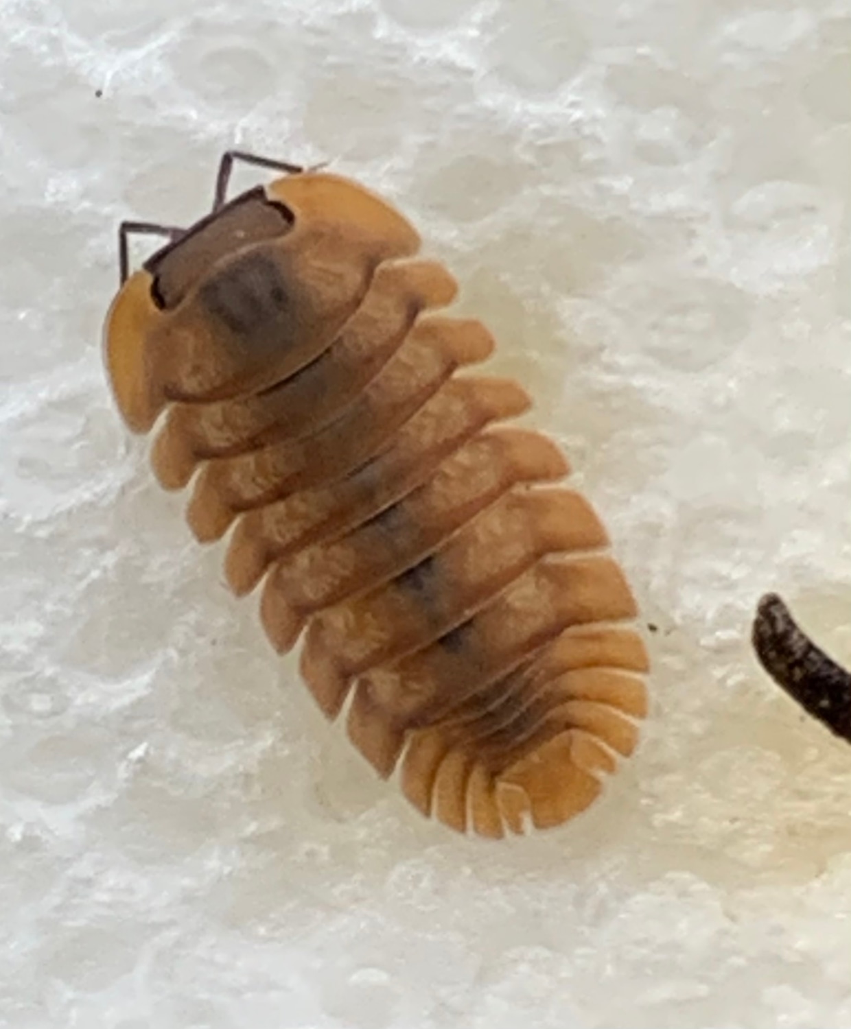 Cubaris Sp “Orange Tiger” Surat Thani 10 Count Isopod by Ezyeddie ...