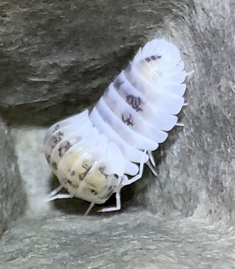 10 Nesodillo Sp Shiro Utsuri Isopod by Ezyeddie Isopods