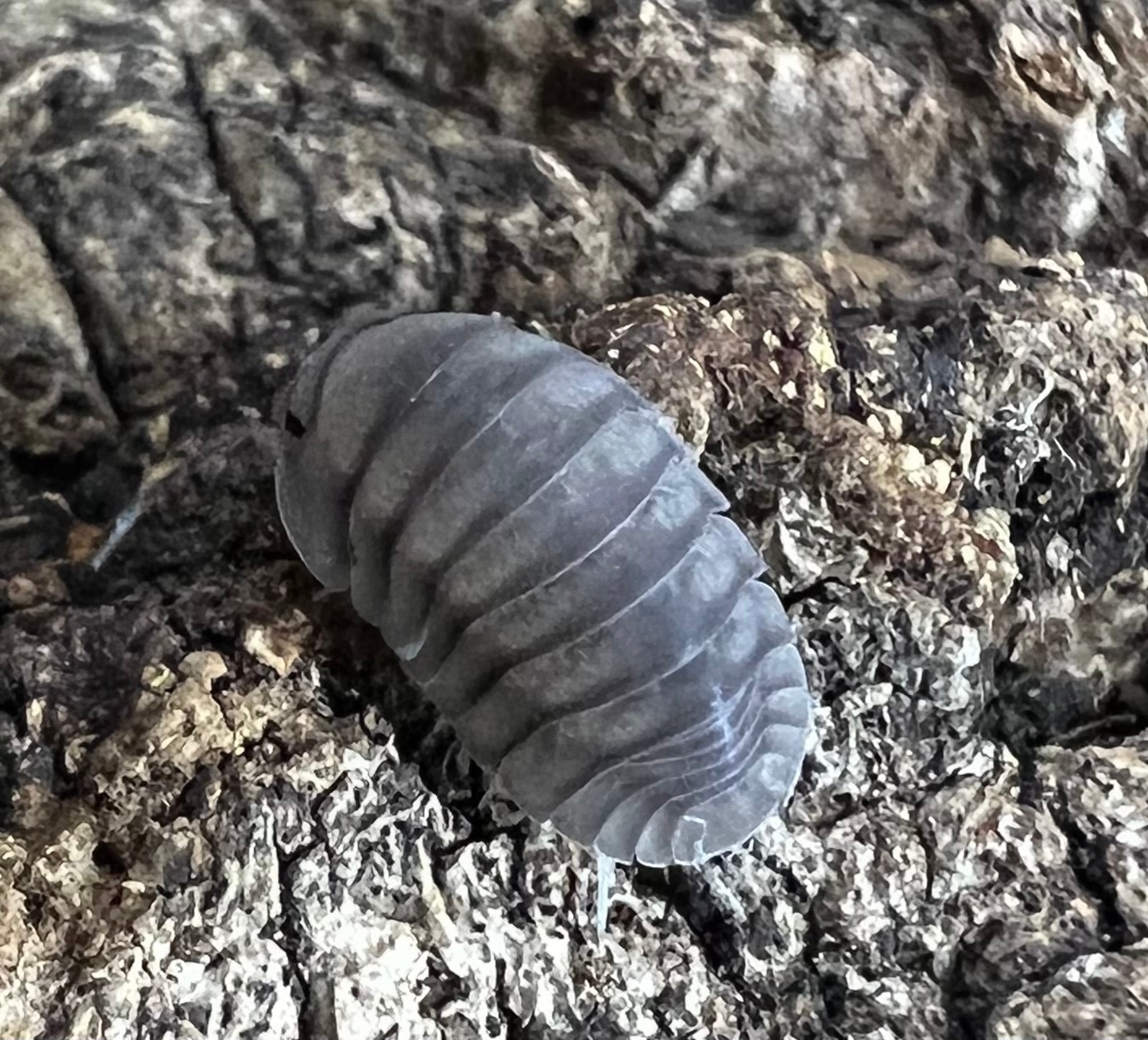 Cubaris Sp Blue Pigeon 10 Count Isopod by Ezyeddie Isopods - MorphMarket
