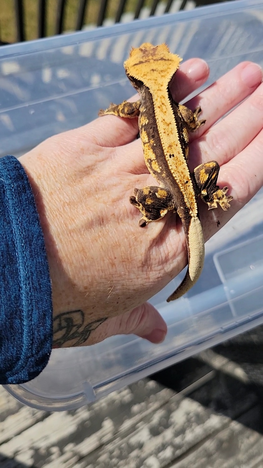 Female Harlequin Dalmatian Crested Gecko by The Prodigal Dragons' Lair ...