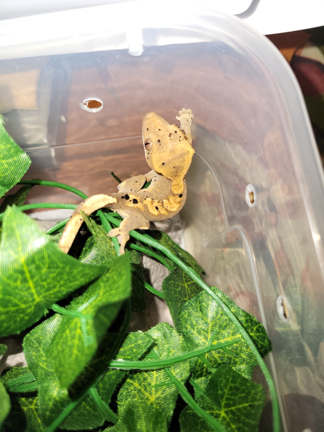 Harlequin Dalmatian Crested Gecko by The Prodigal Dragons' Lair ...