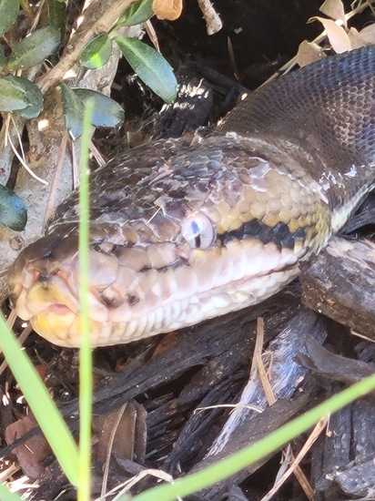 0.1 Phantom Goldenchild Retic Reticulated Python by The Prodigal ...
