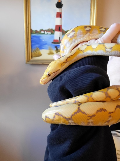 Fruit Basket (Yellow Glow, Orange Glow) Reticulated Python by The ...