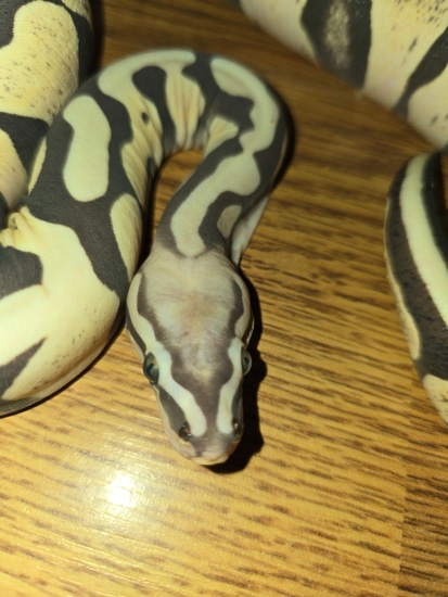 Super Scaleless Ball Python by The Python Family