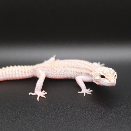 Tremper Galaxy Het. Blizzard Leopard Gecko by Crown Reptiles
