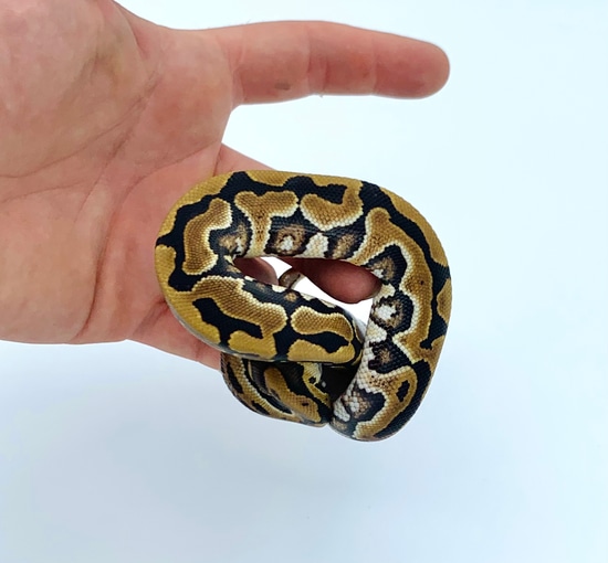 Puzzle 50% Het Hypo Ball Python by The Python Pit