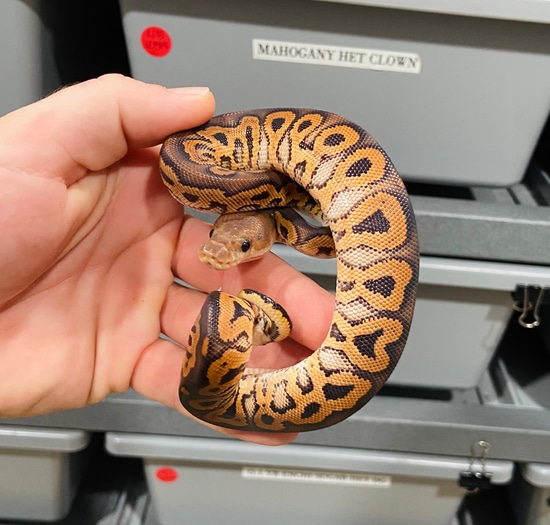 OD Black Pastel Clown Ball Python by The Python Pit
