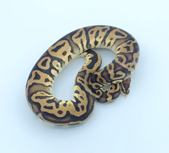Pastel Leopard 66% Clown Ball Python by The Python Pit