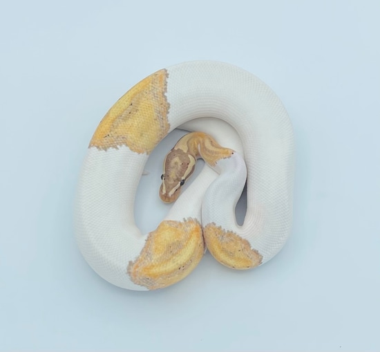 Emoji Banana Pied ( Possible OD ) Ball Python by The Python Pit