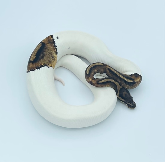 High White Pied Ball Python by The Python Pit