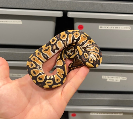 OD Het Clown Ball Python by The Python Pit