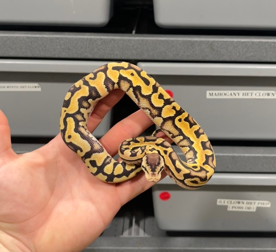 Pastel Puzzle 50% Het Hypo Possible Leopard Ball Python by The Python Pit