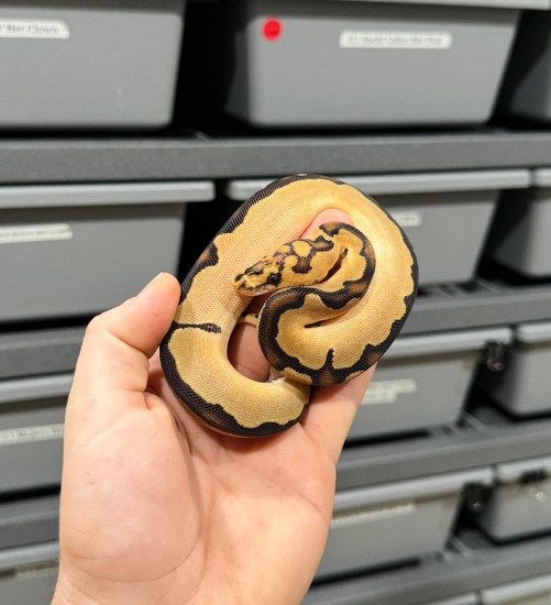 Vanilla Clown Ball Python by The Python Pit