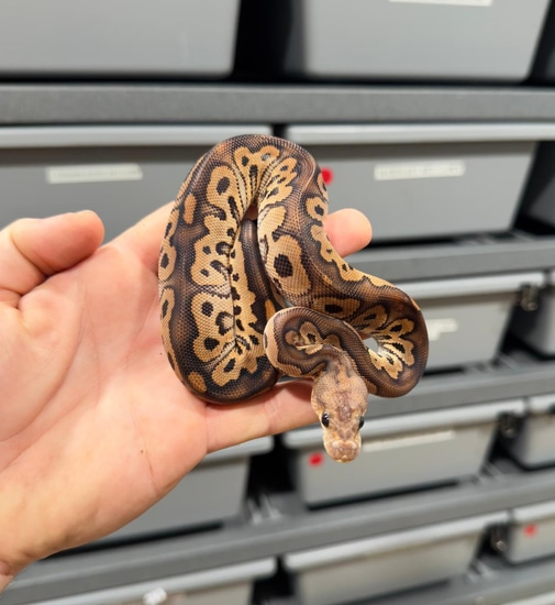 Black Pastel Clown Ball Python by The Python Pit