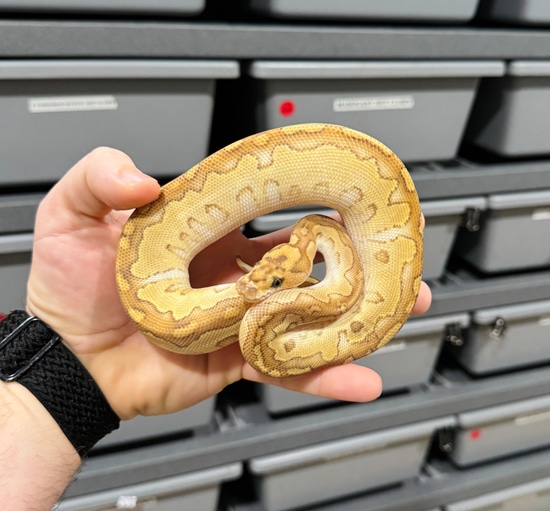 Butter Clown Ball Python by The Python Pit